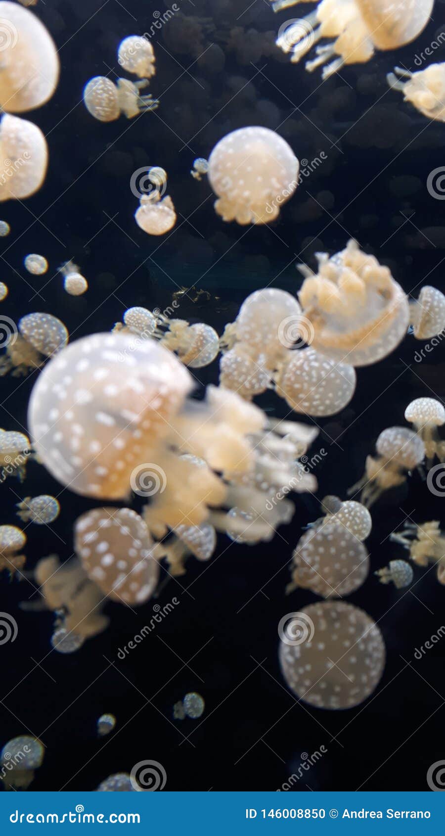 Jellyfish school stock photo. Image of jellyfish, school - 146008850