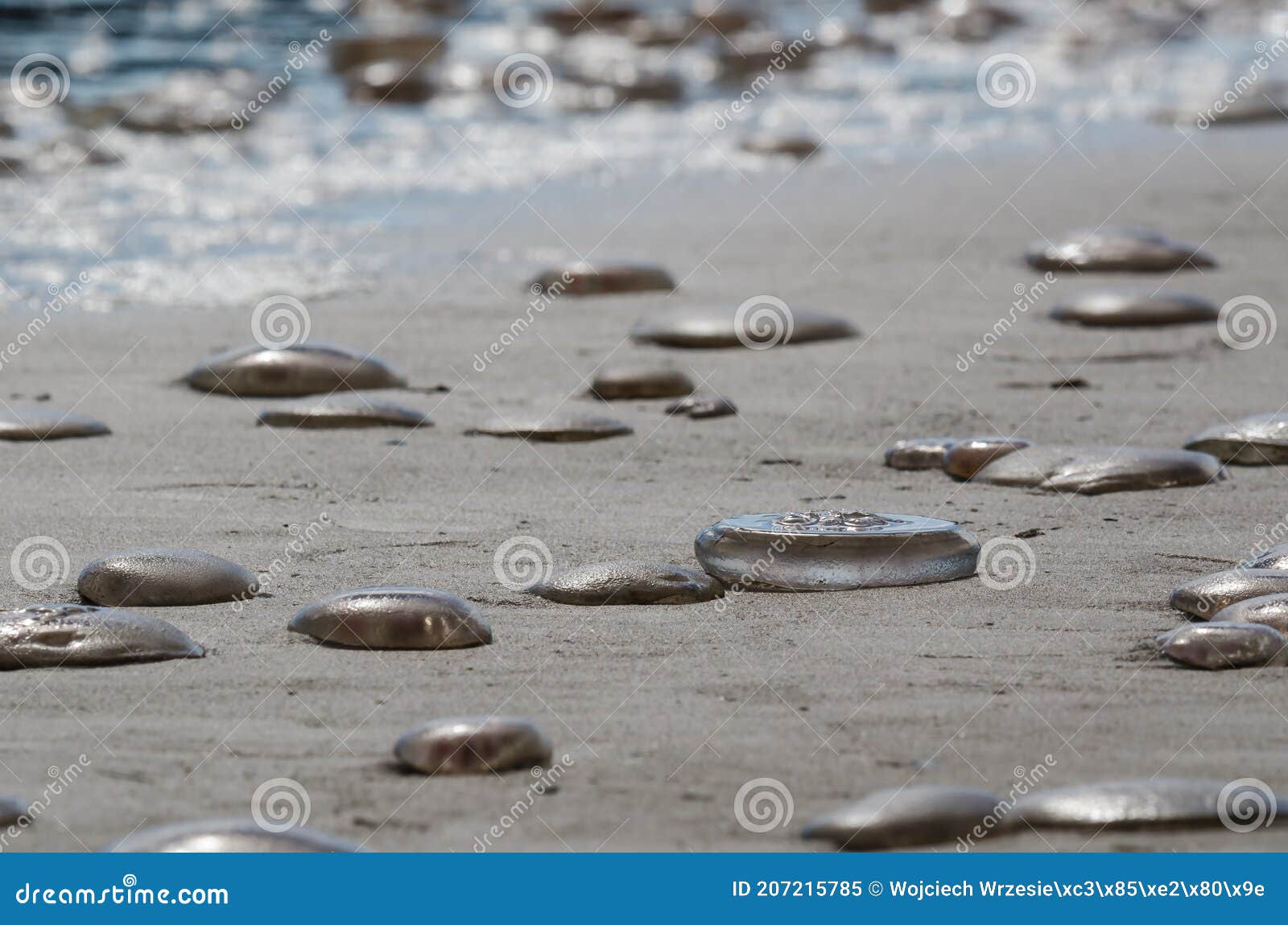 JELLYFISH stock image. Image of jelly, education, anatomy - 207215785