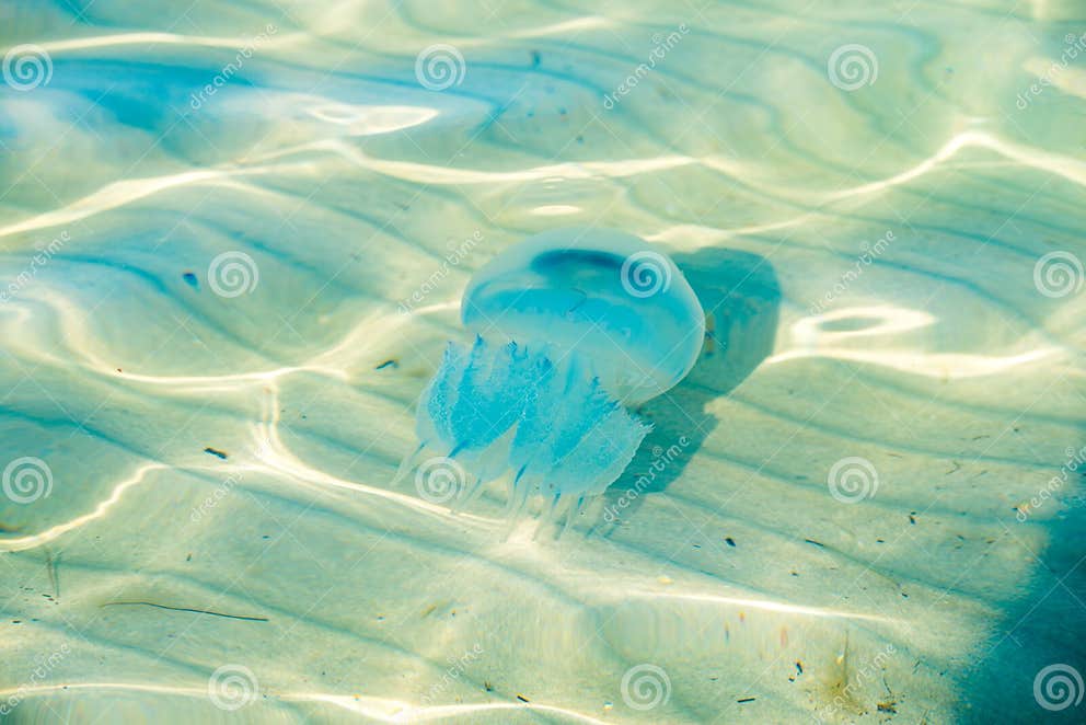 Jellyfish in the Sea. the Texture of the Waters with Jellyfish Stock ...