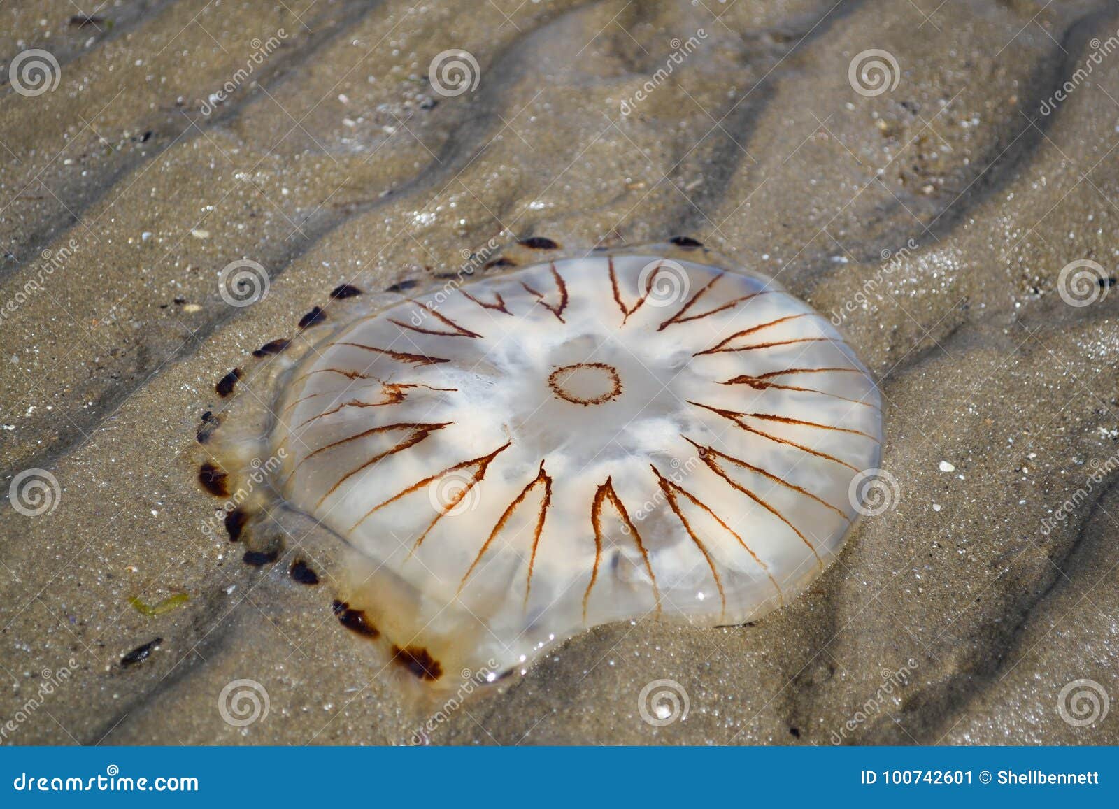 Jellyfish stock image. Image of views, scenery, shallow - 100742601