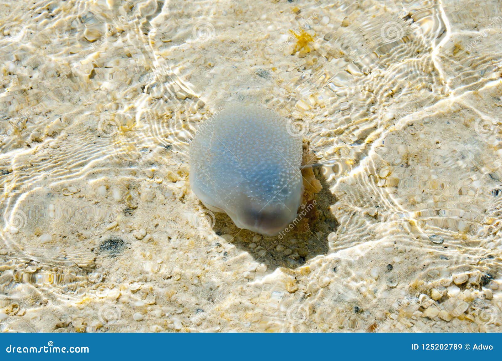 Jellyfish on Shell Beach stock image. Image of summer - 125202789