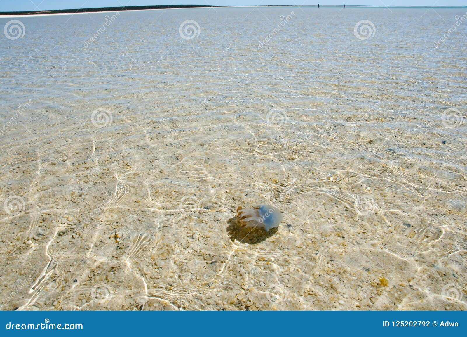 Jellyfish on Shell Beach stock photo. Image of white - 125202792