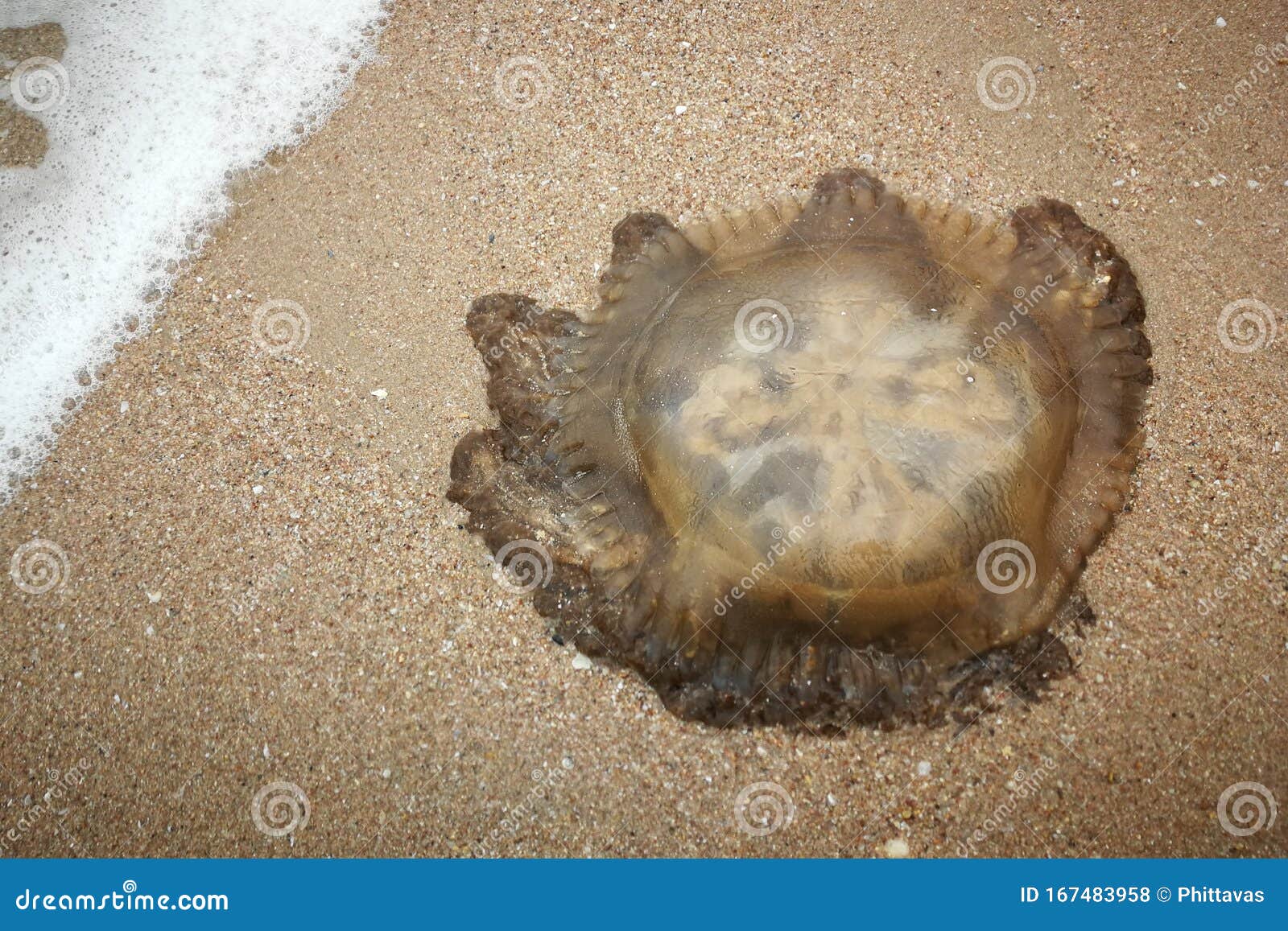 Jellyfish Stranded Aground Over Sand Stock Photo - Image of jellyfish ...