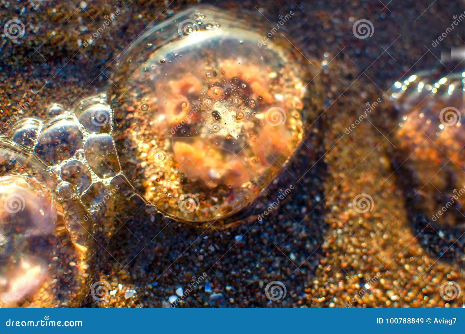 Jellyfish stranded stock image. Image of life, animal - 100788849
