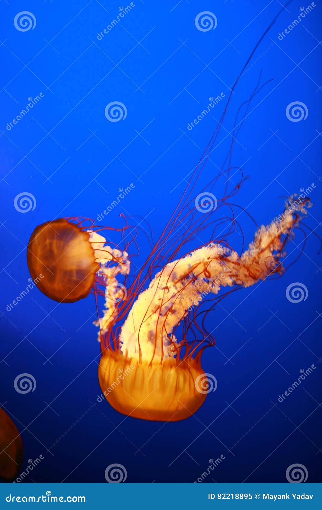 Jellyfish In The Backlit Aquarium. The Inhabitants Of The Sea. Living ...