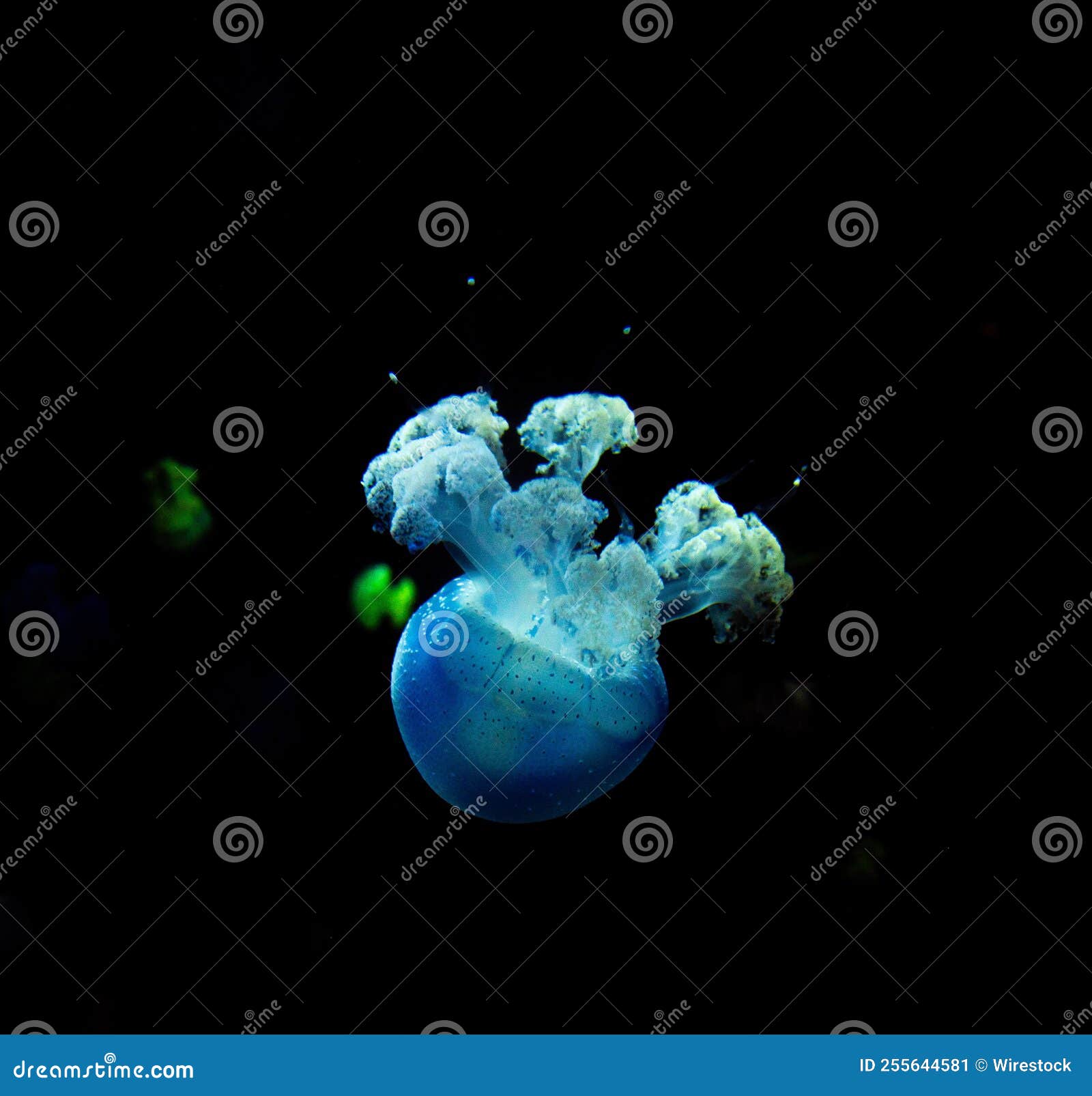 Jellyfish Swimming Inside the Aquarium Stock Image - Image of blue ...