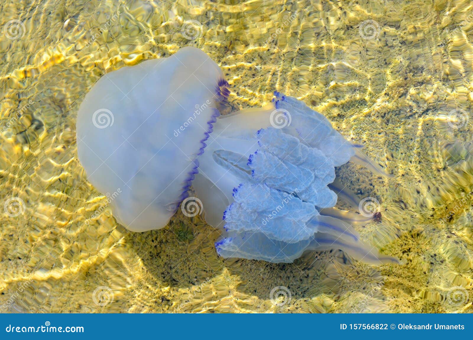 Jellyfish Swims in the Clear Sea Water at the Bottom Stock Photo ...