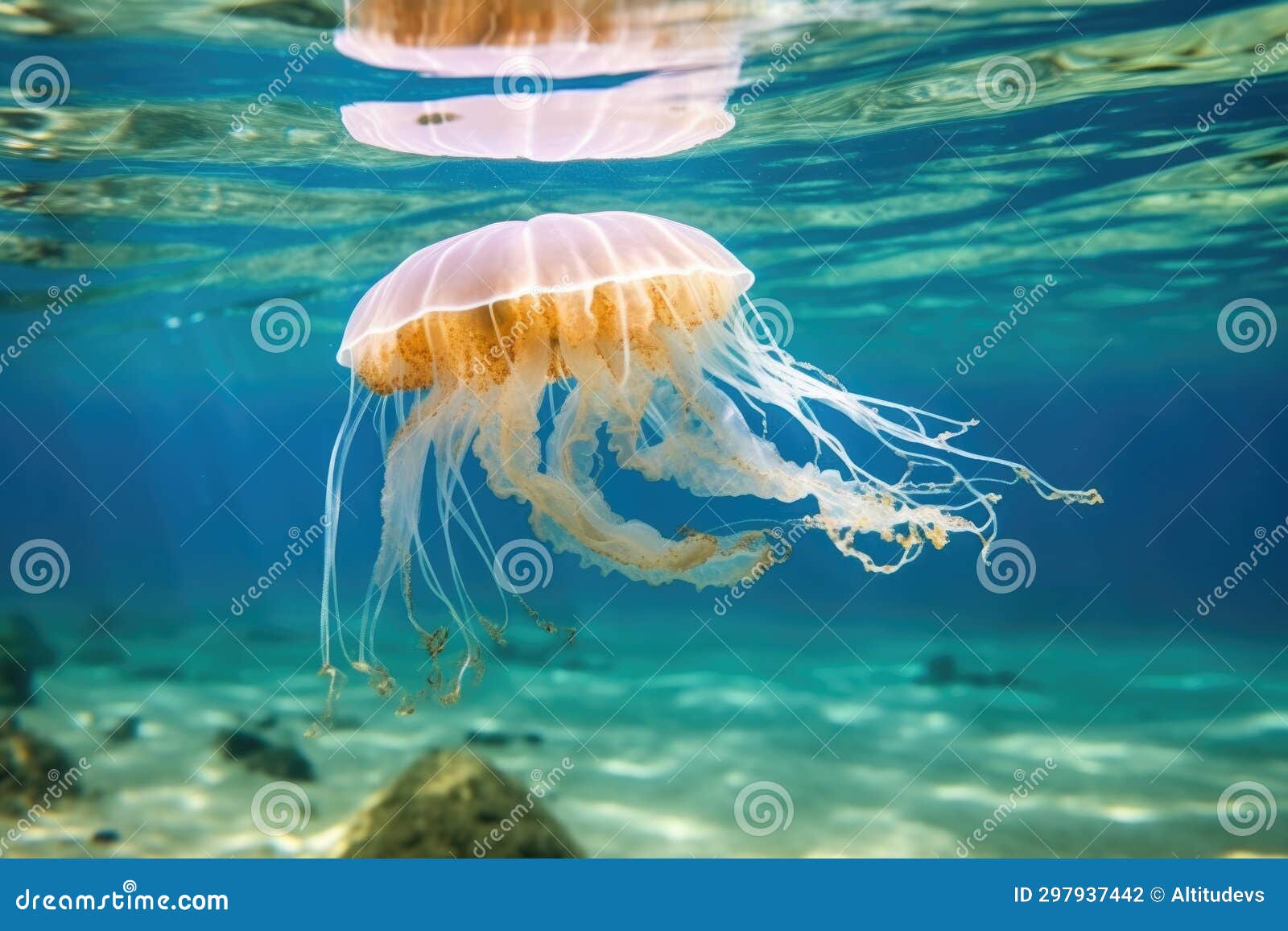 A Jellyfish With Trailing Tentacles Capturing Small Fish Stock ...