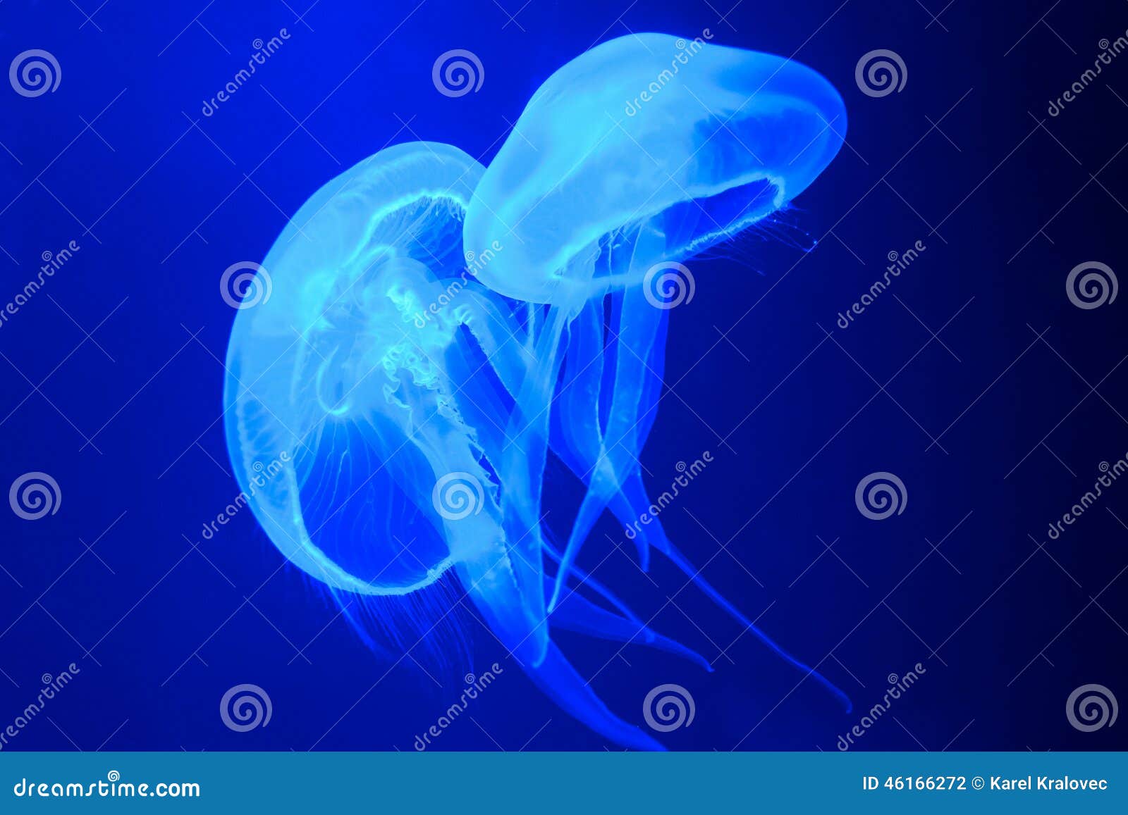 Two Jellyfish on a Blue Background Stock Photo - Image of jellyfish ...
