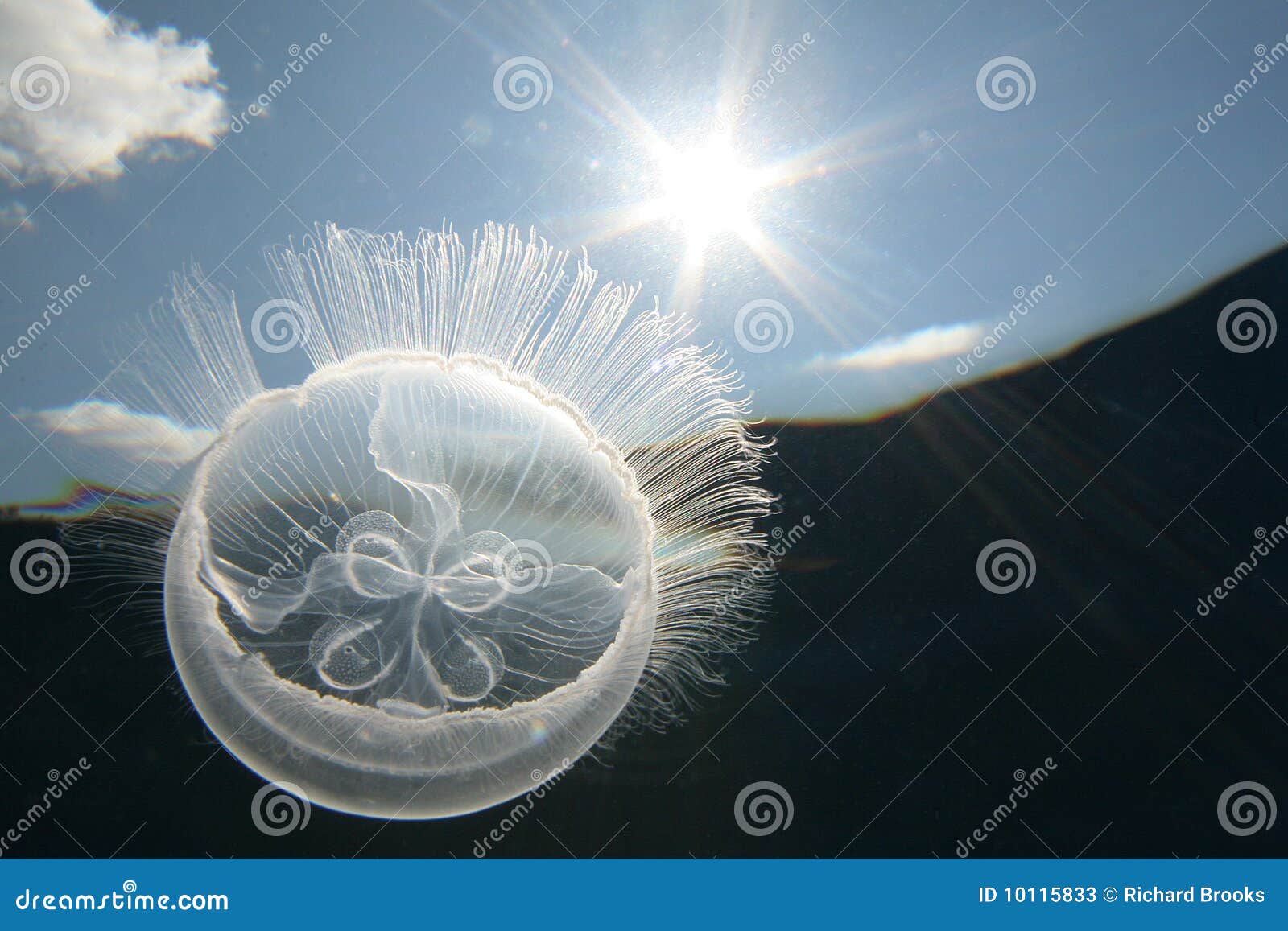 Jellyfish underwater stock image. Image of underwater - 10115833