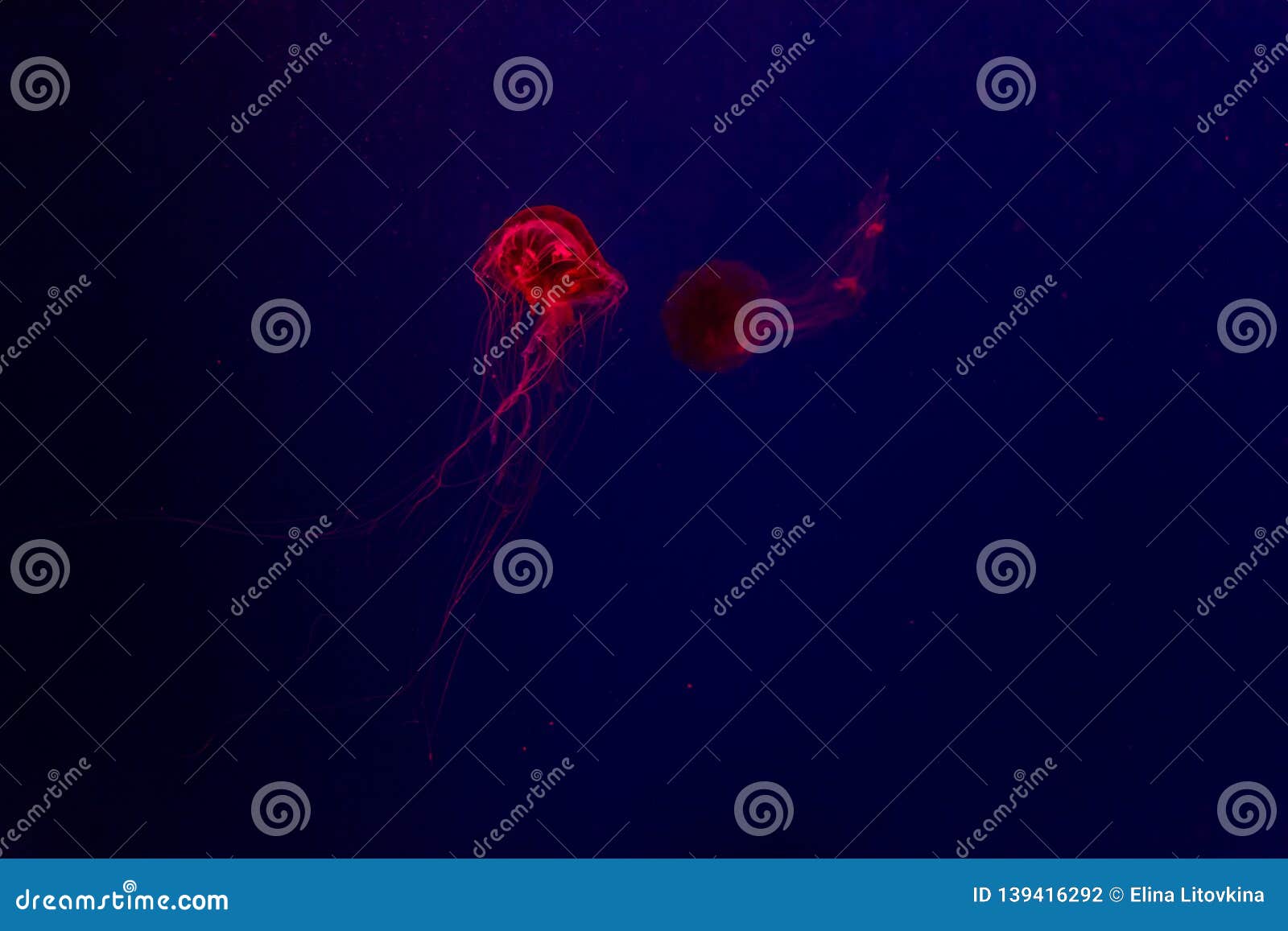 Jellyfish Underwater in Light Stock Photo - Image of poison, nettlefish ...