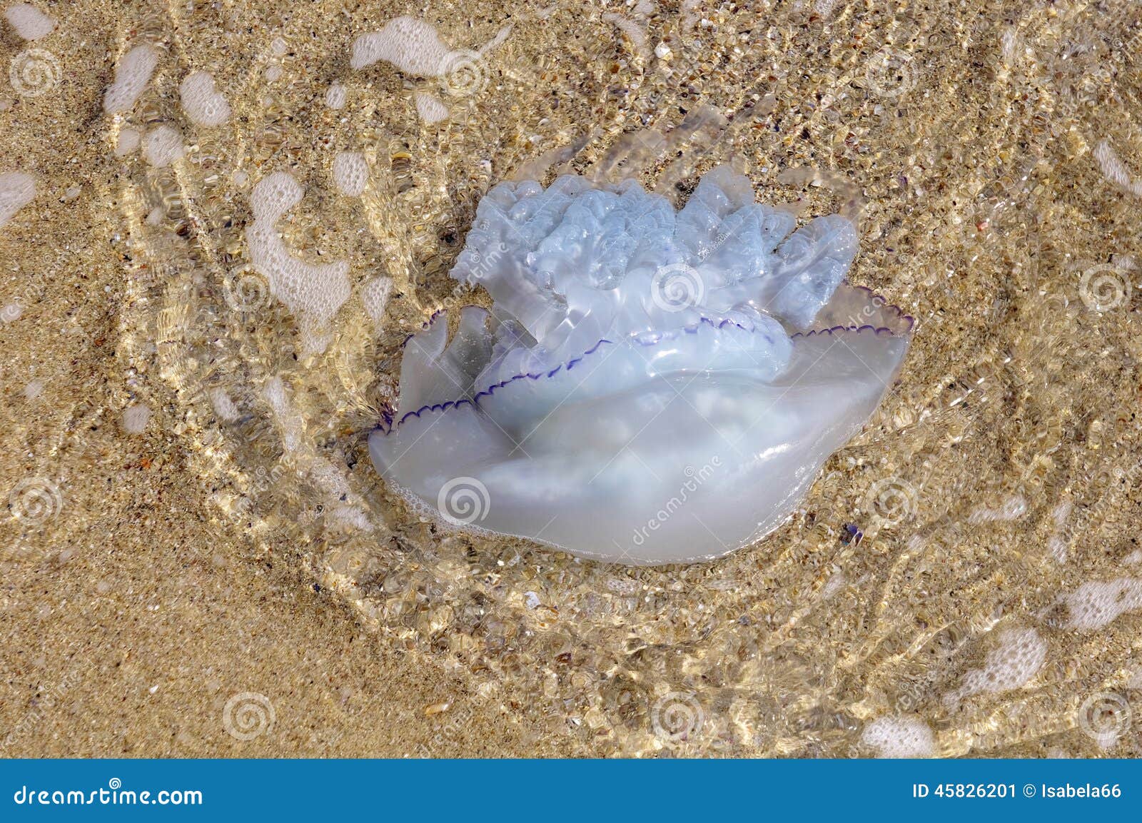 Jellyfish Washed Up on Beach, Black Sea Stock Image - Image of ...