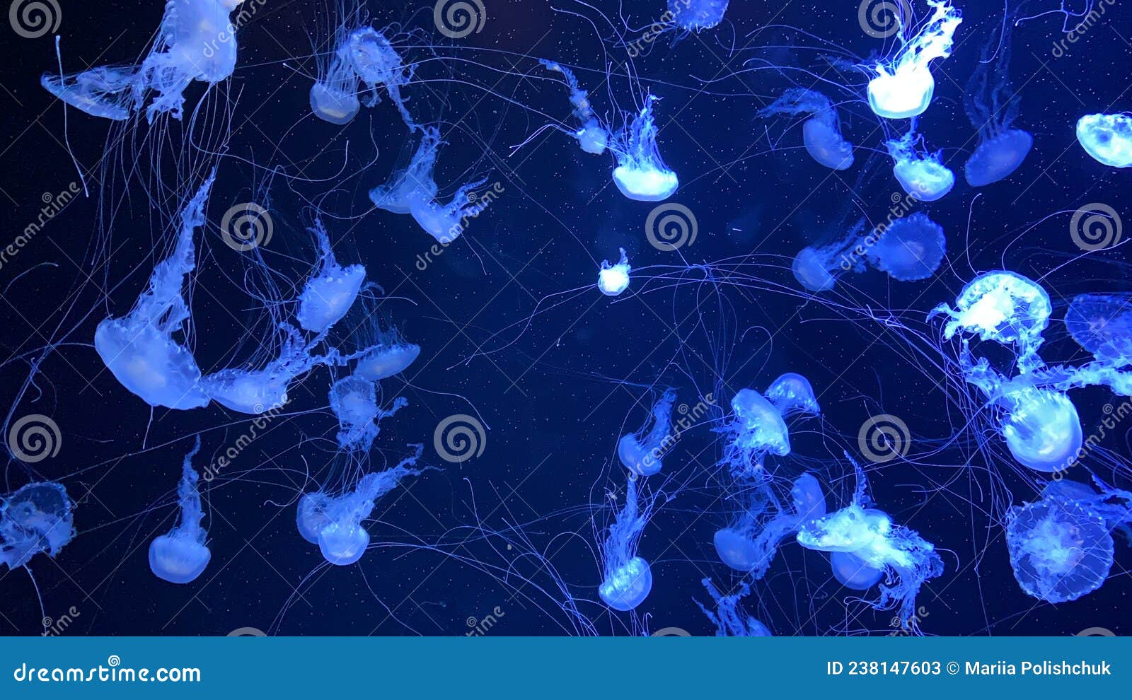 Jellyfish In Water Small Jellyfish Aquarium Royalty-Free Stock ...