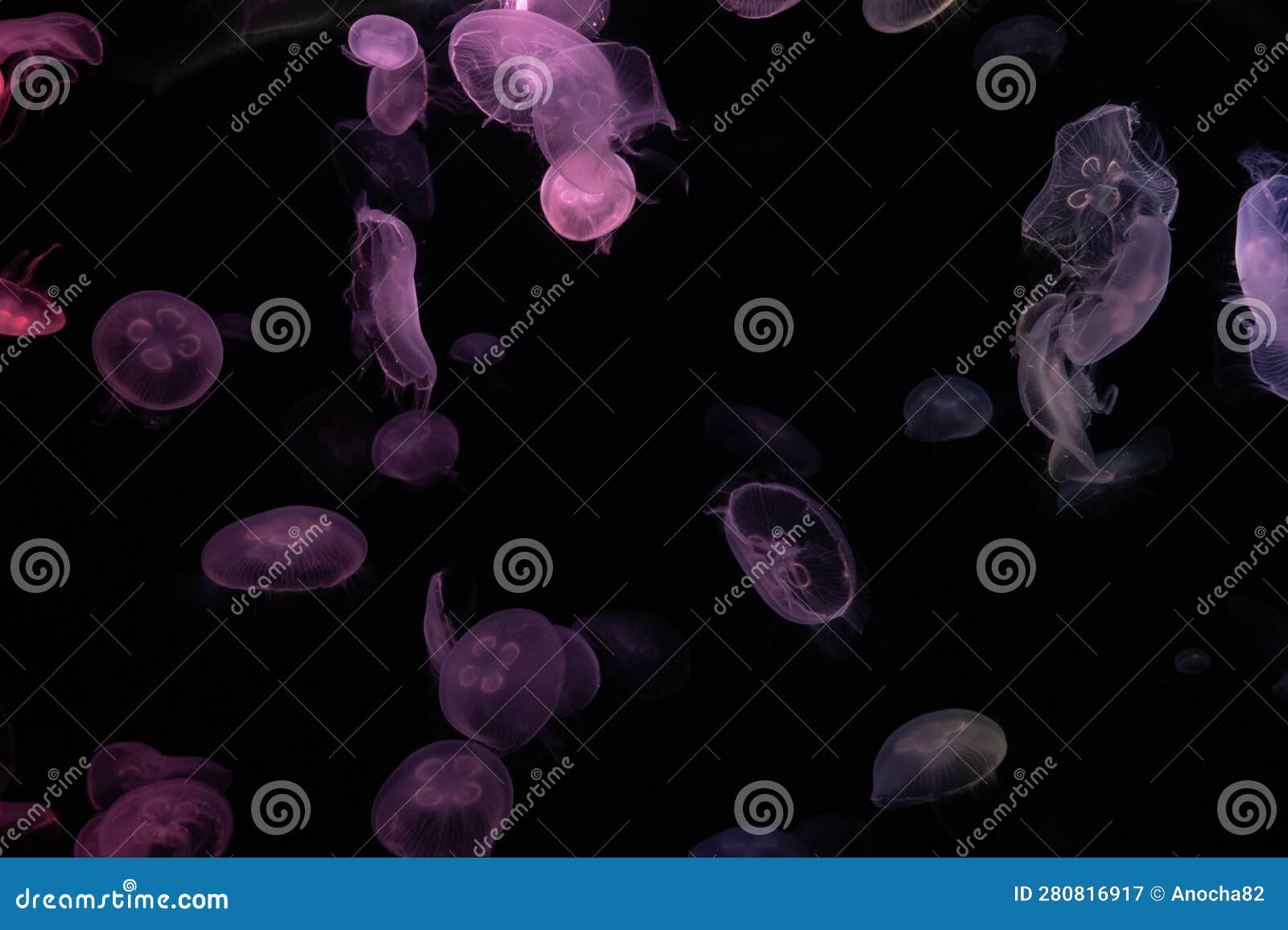 Jellyfish In Water Small Jellyfish Aquarium Royalty-Free Stock Photo ...