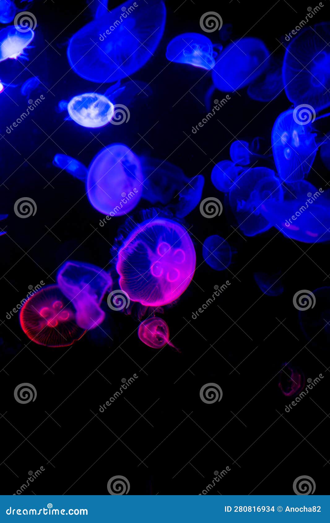 Jellyfish in Water Small Jellyfish Aquarium Stock Photo - Image of ...