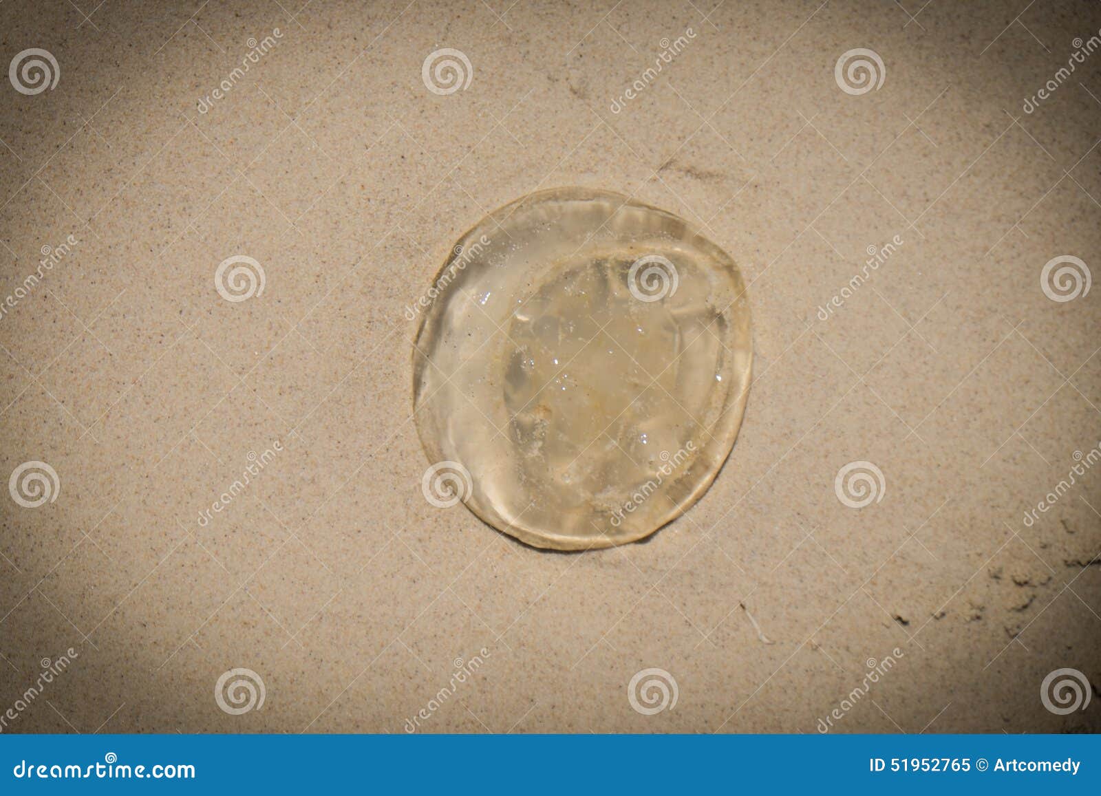 Jellyfish on a White Sand Beach Stock Image - Image of travel, sandy ...