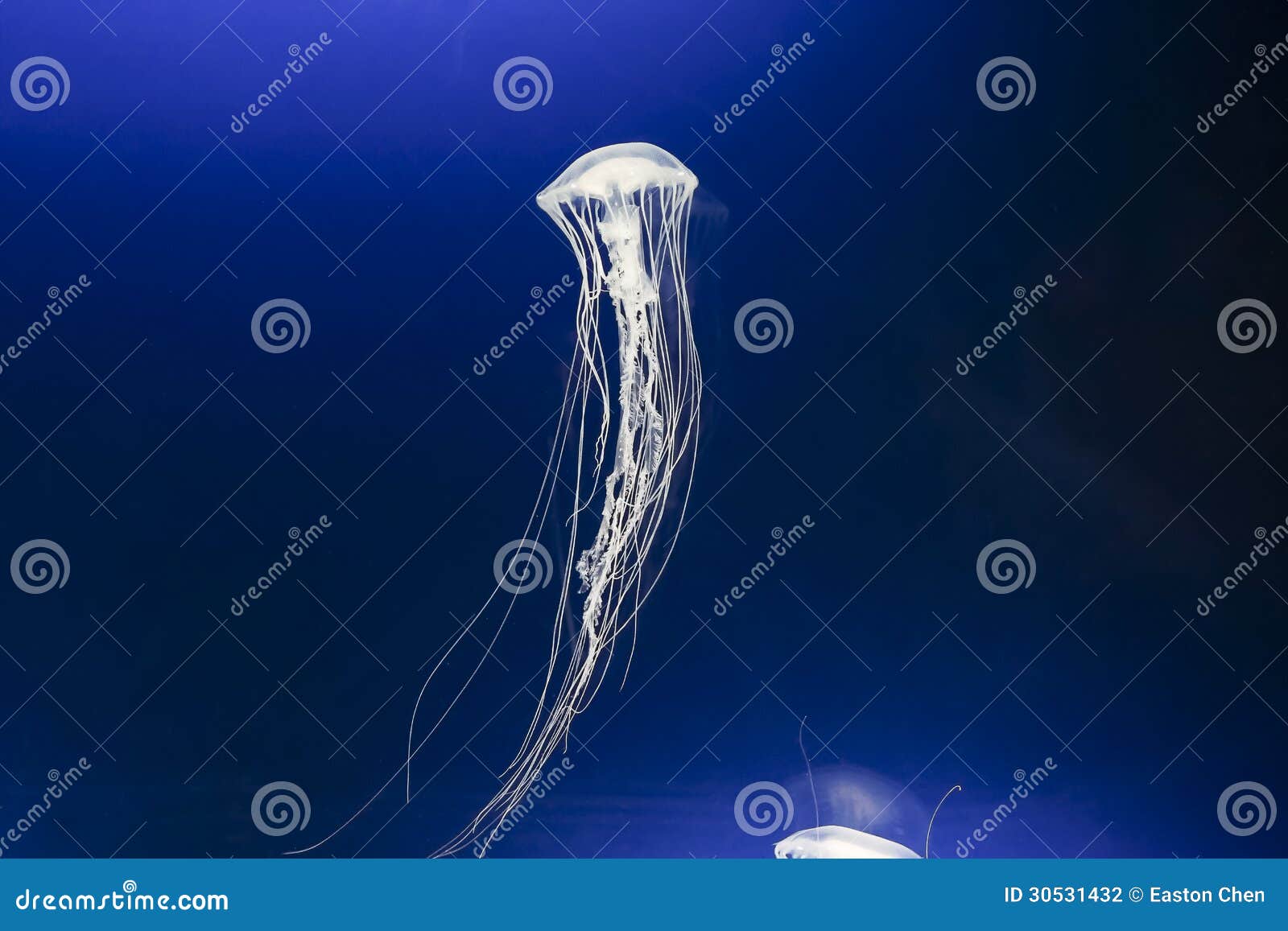 Jellyfish stock photo. Image of watch, mysterious, japan - 30531432