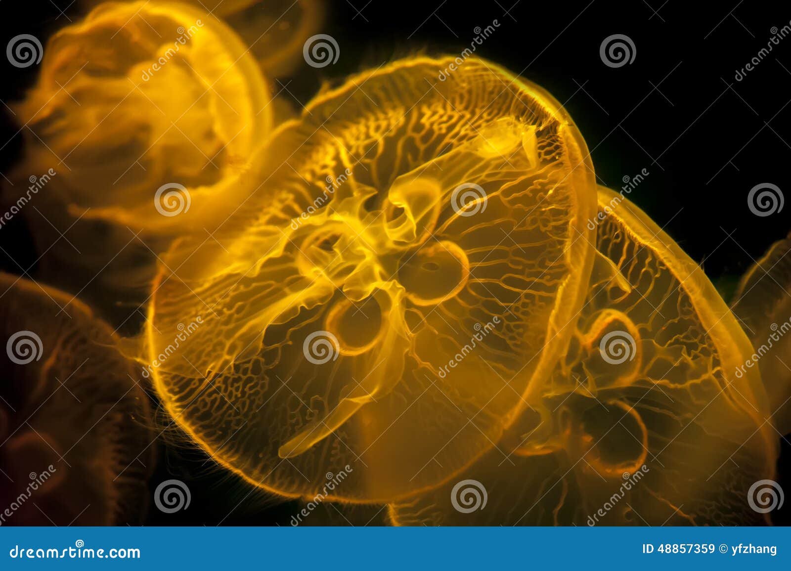 Jellyfish stock image. Image of scaleph, jelly, blubber - 48857359