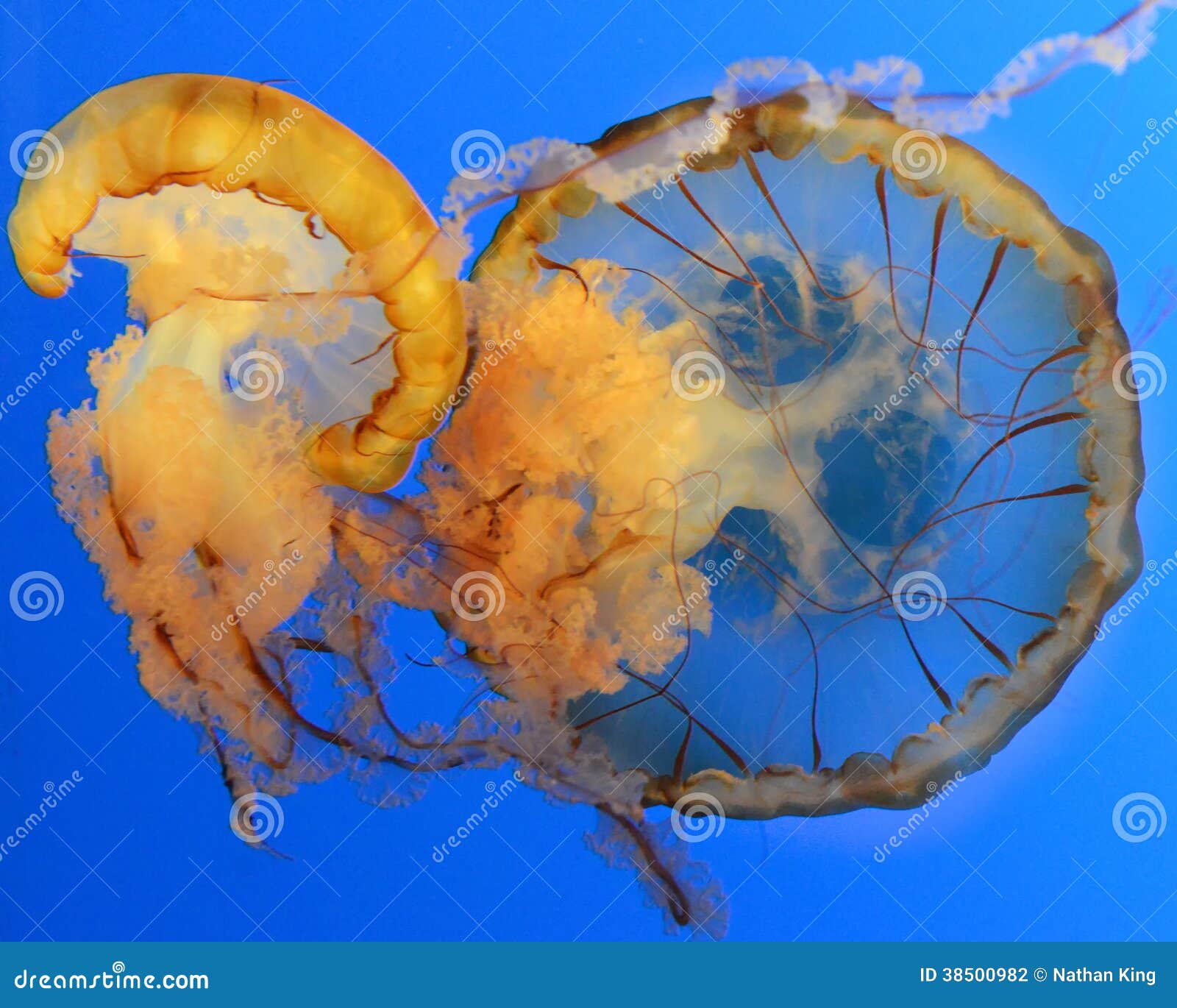 Jellyish stock photo. Image of exotic, diving, jellyfish - 38500982