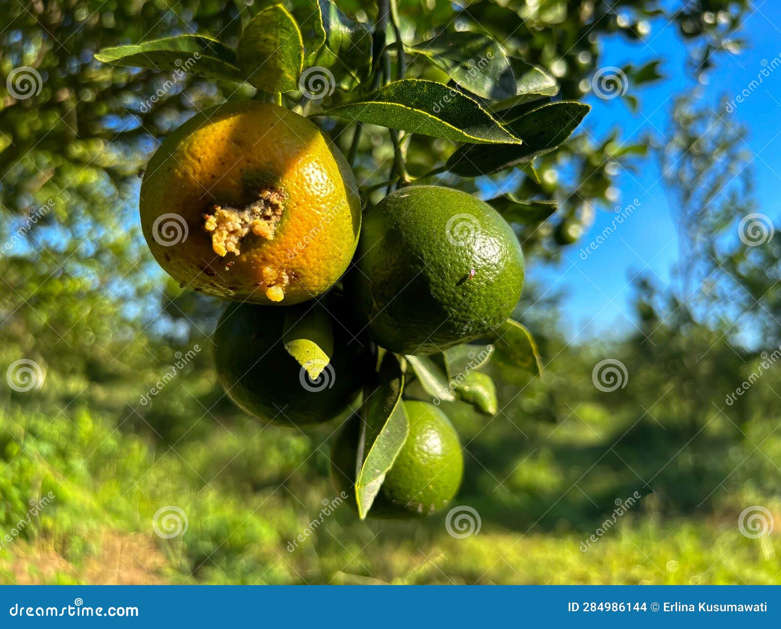 Citrus Fruit Still Hanging on the Tree in a Rotting Condition with Some ...