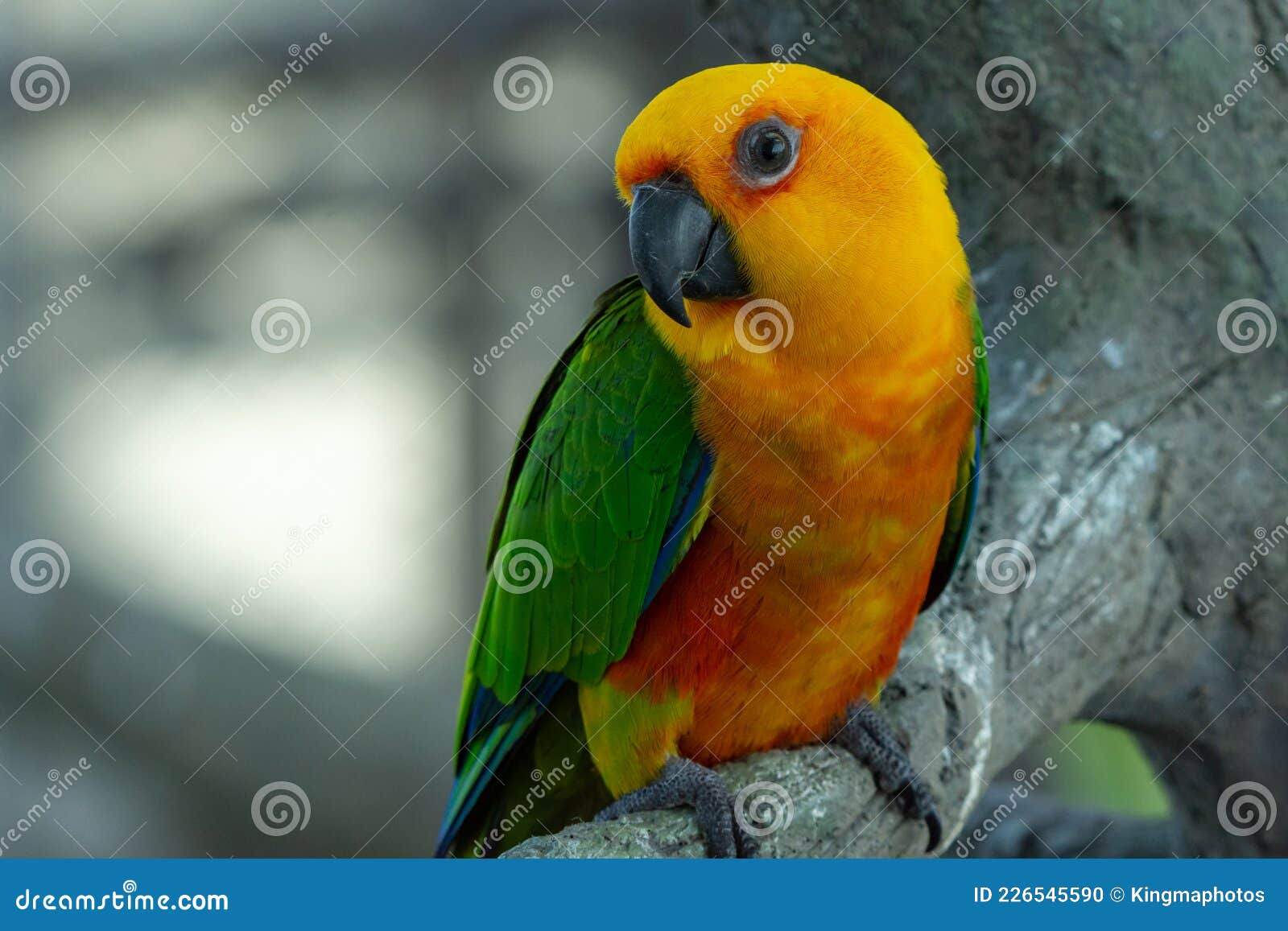 Jandaya Parakeet Or Jenday Conure Aratinga Jandaya Flying. A Flock Of ... Jandaya Parakeet Or Jenday Conure Aratinga Jandaya Flying. A Flock Of ...