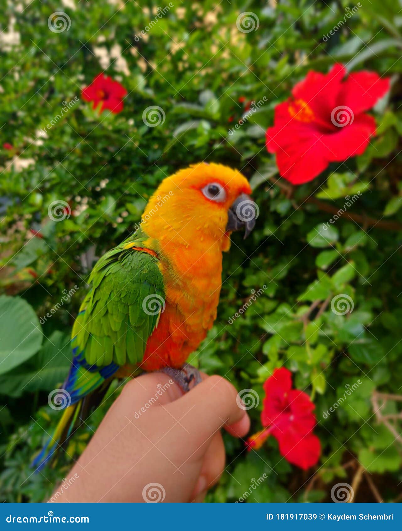 Jendaya Conure Parrot stock image. Image of garden, budgie - 181917039