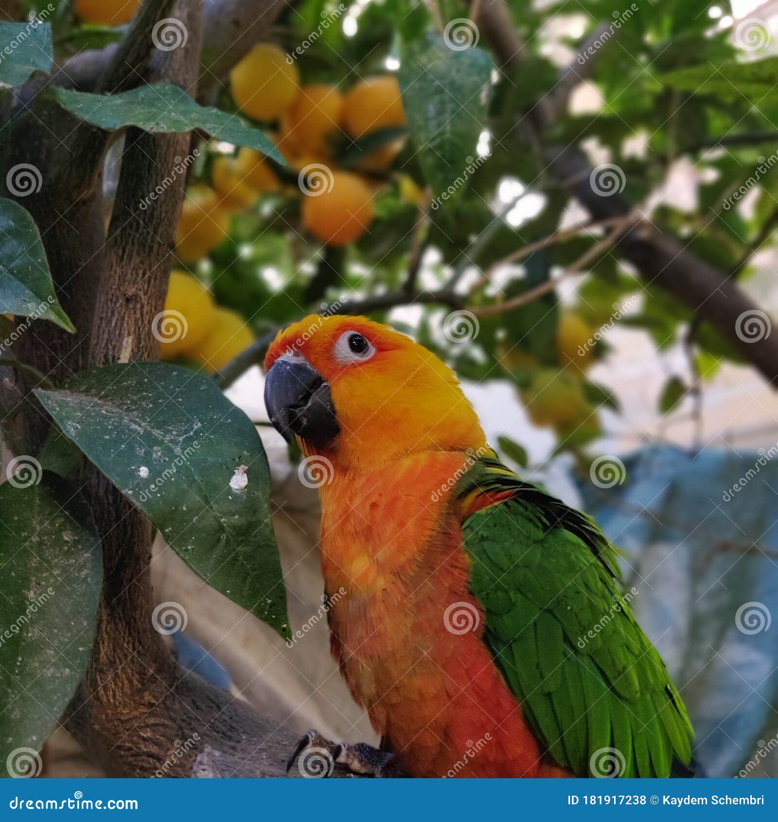 Jendaya Conure Parrot stock photo. Image of bird, parakeet - 181917238