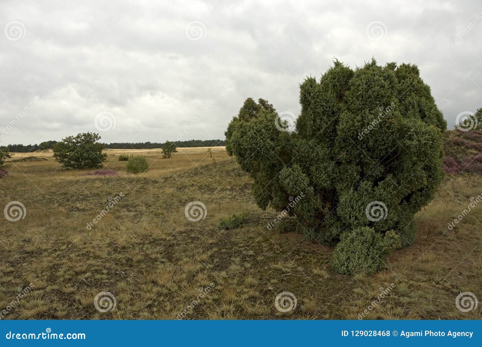 Juniperus Communis Tree