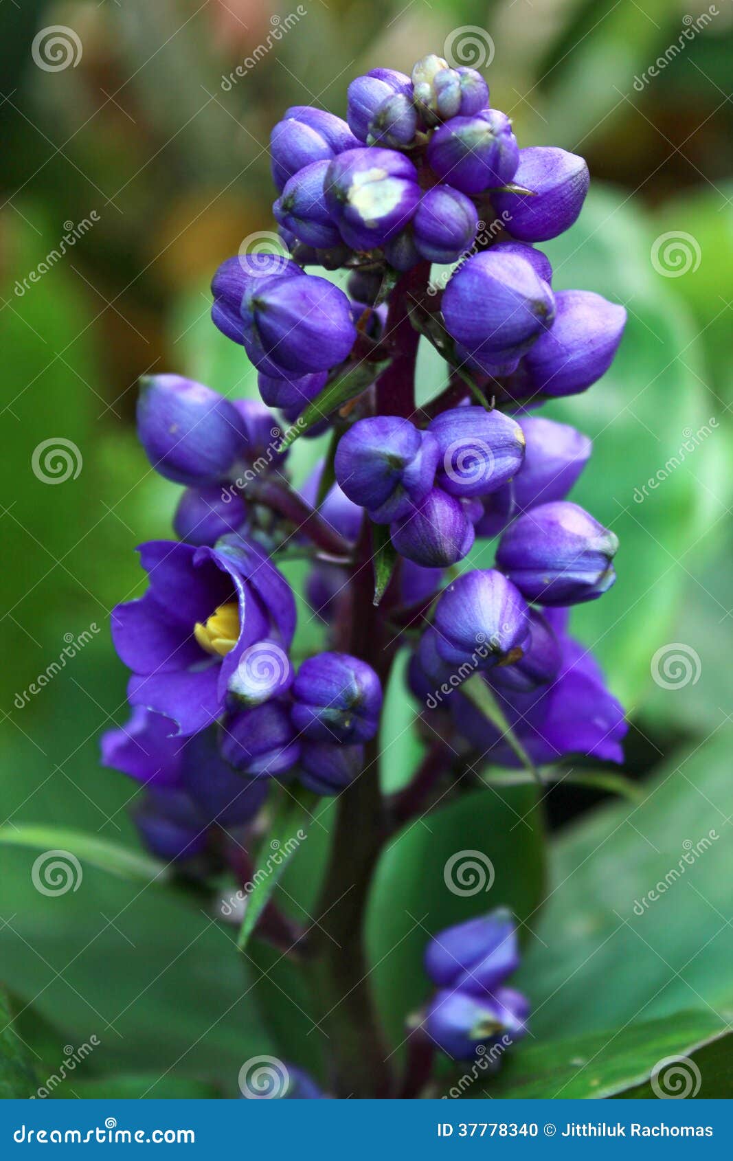 Jengibre azul foto de archivo. Imagen de jengibre, especia - 37778340