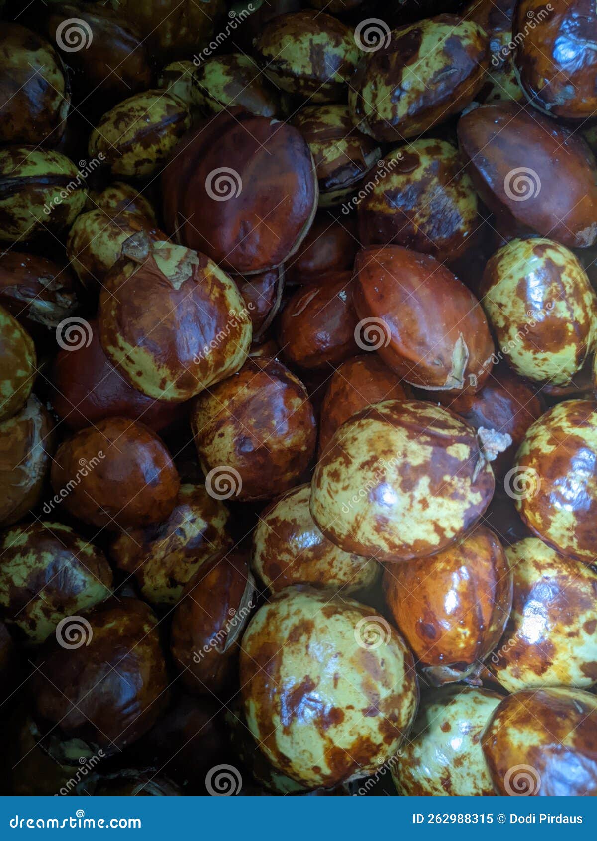 Jengkol Fruit stock image. Image of vegetable, fruit - 262988315