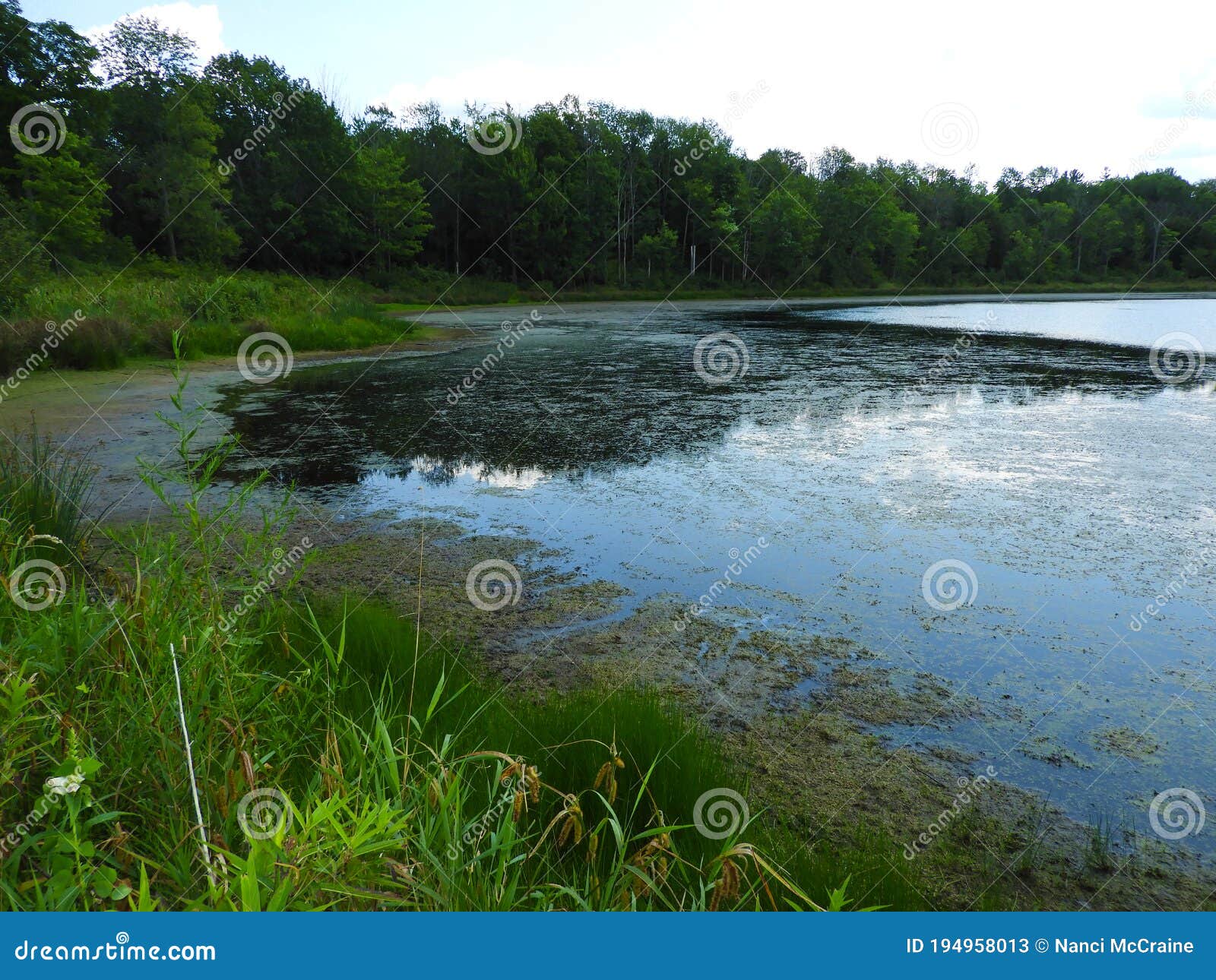 Jennings Pond in the FingerLakes on Overcast Summer Day Stock Image ...