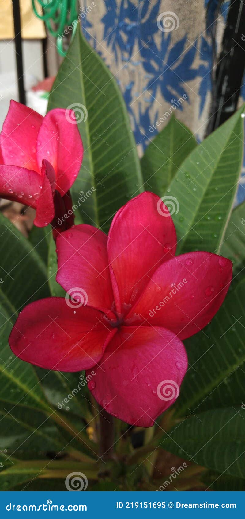 Jepun flower khas Bali stock image. Image of plant, leaf - 219151695