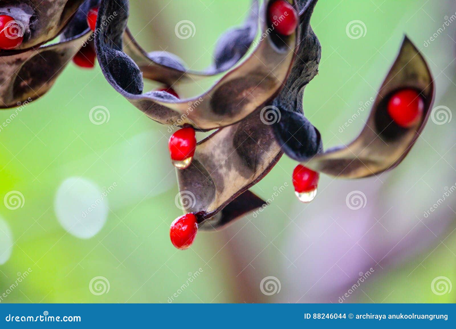 Jequirity Seeds,Abrus Precatorius L. Stock Photo - Image of tree, seeds ...
