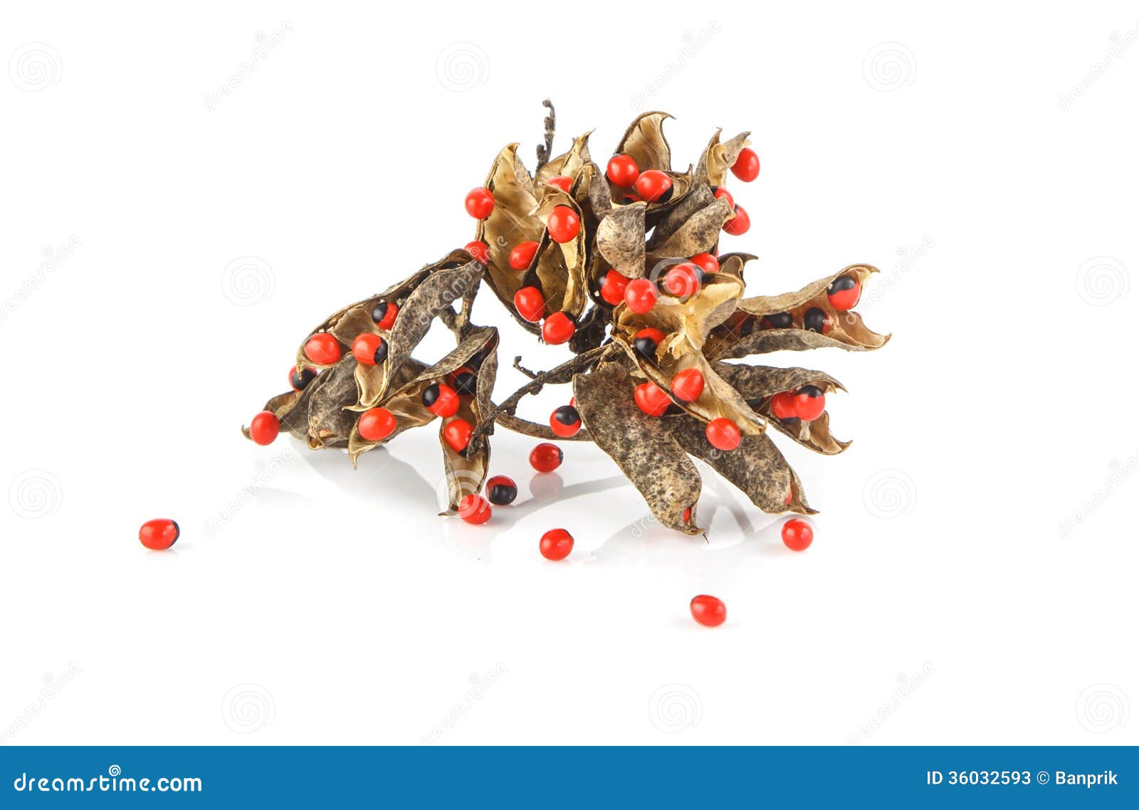 Jequirity Seeds that Poisonous Stock Image - Image of euphorbiaceae ...