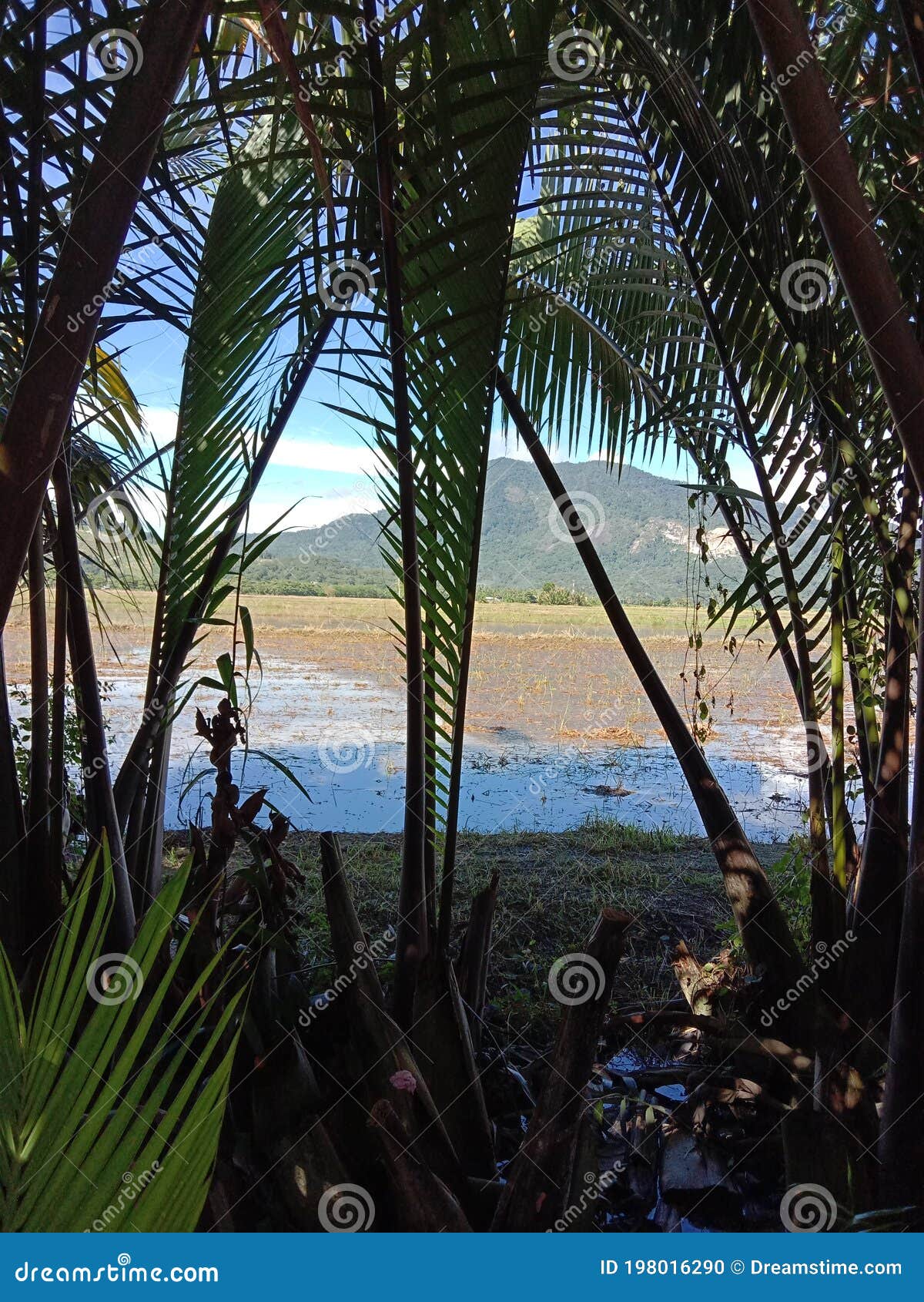 Nira Tree Stock Photos - Free & Royalty-Free Stock Photos from Dreamstime