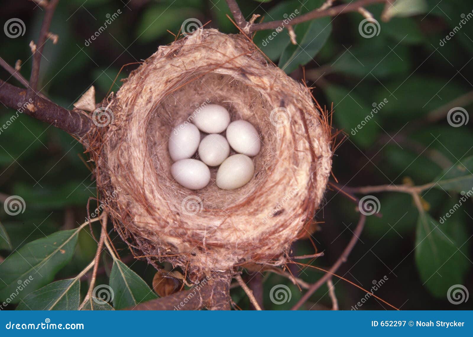Jerarquía Del Pájaro Con Los Huevos Imagen de archivo - Imagen de ...
