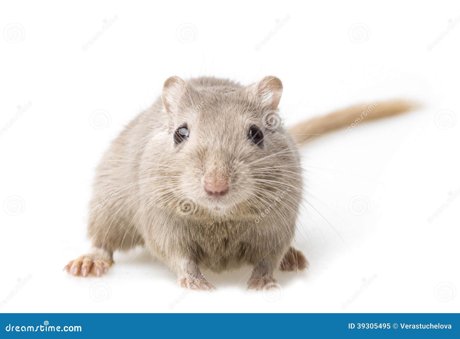 Jerbo imagen de archivo. Imagen de longitud, roedor, blanco - 39305495