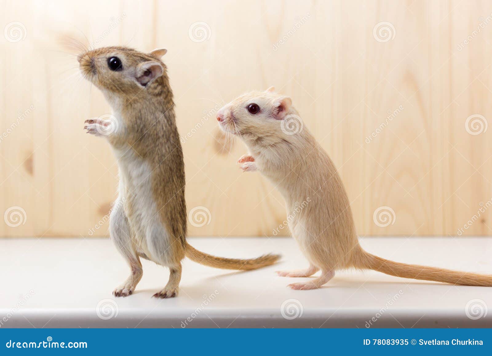 Jerbo - Animal Doméstico Lindo Imagen de archivo - Imagen de fondo ...