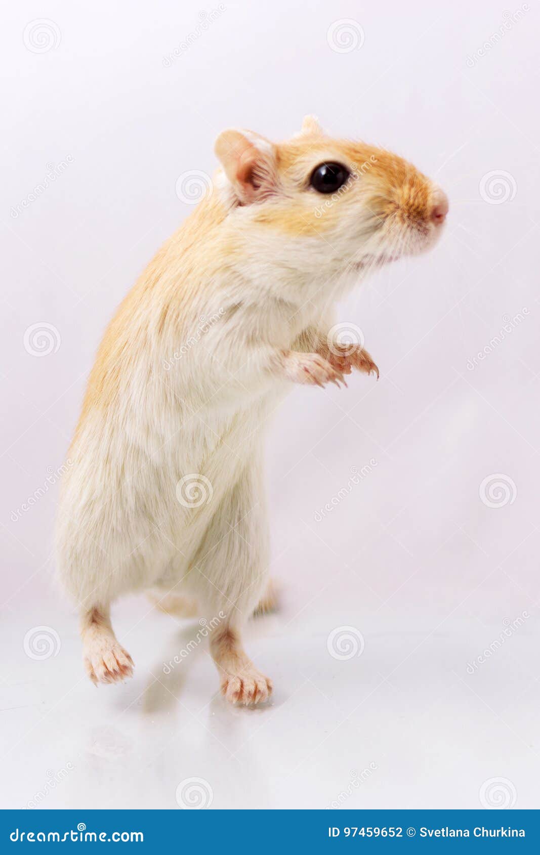 Jerbo en el fondo blanco foto de archivo. Imagen de contraste - 97459652