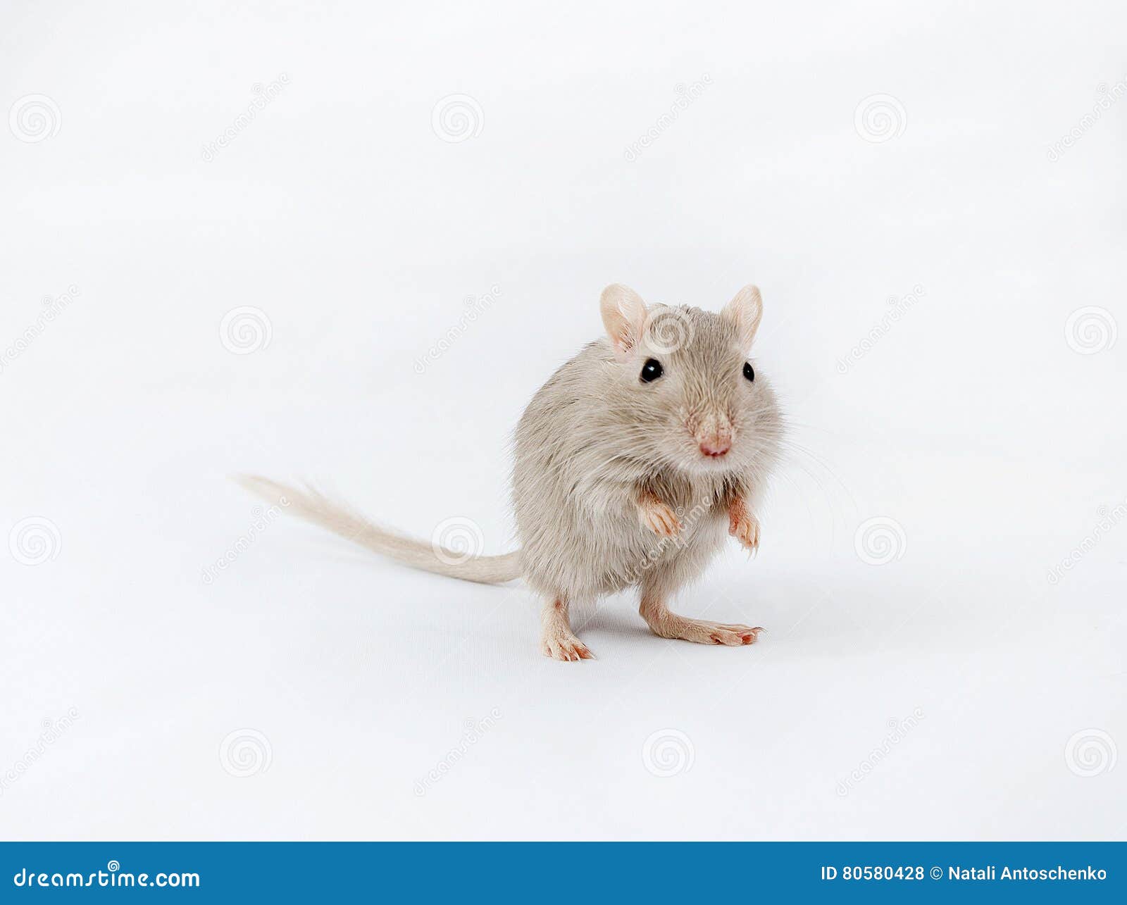 Jerbo gris del ratón foto de archivo. Imagen de perfil - 80580428