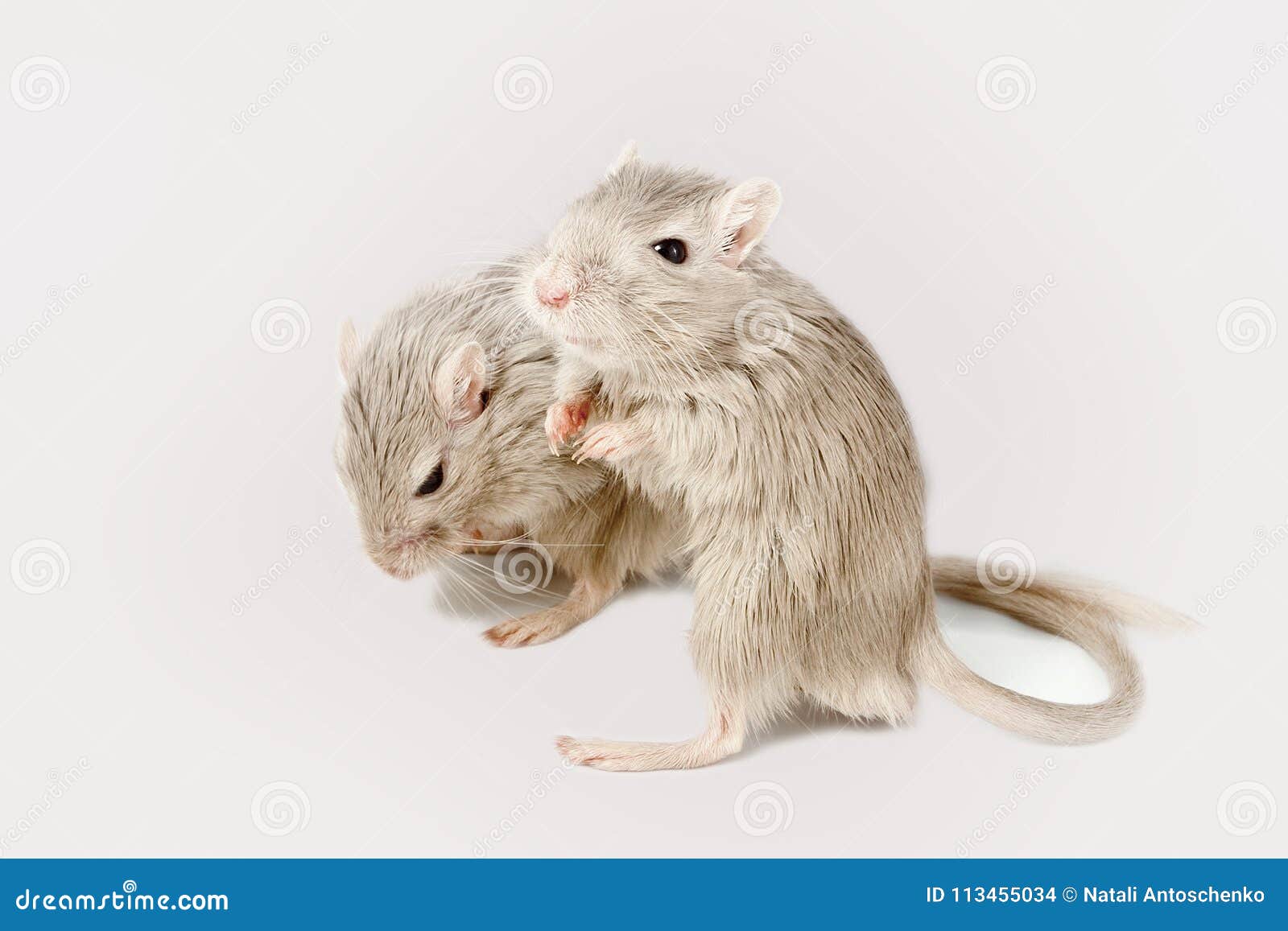 Jerbo gris del ratón foto de archivo. Imagen de cubo - 113455034