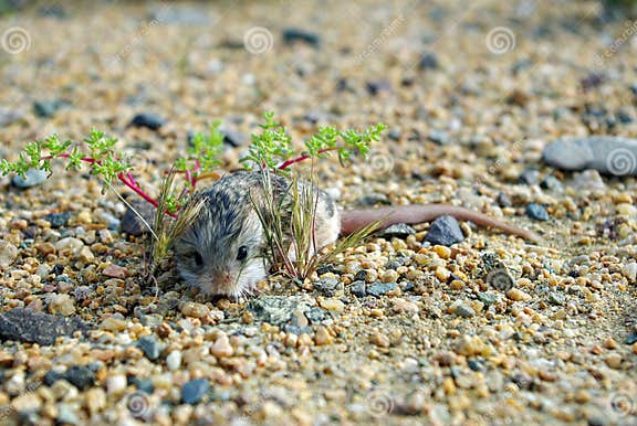 Jerboa stock image. Image of stone, fattailed, steppe - 17724173