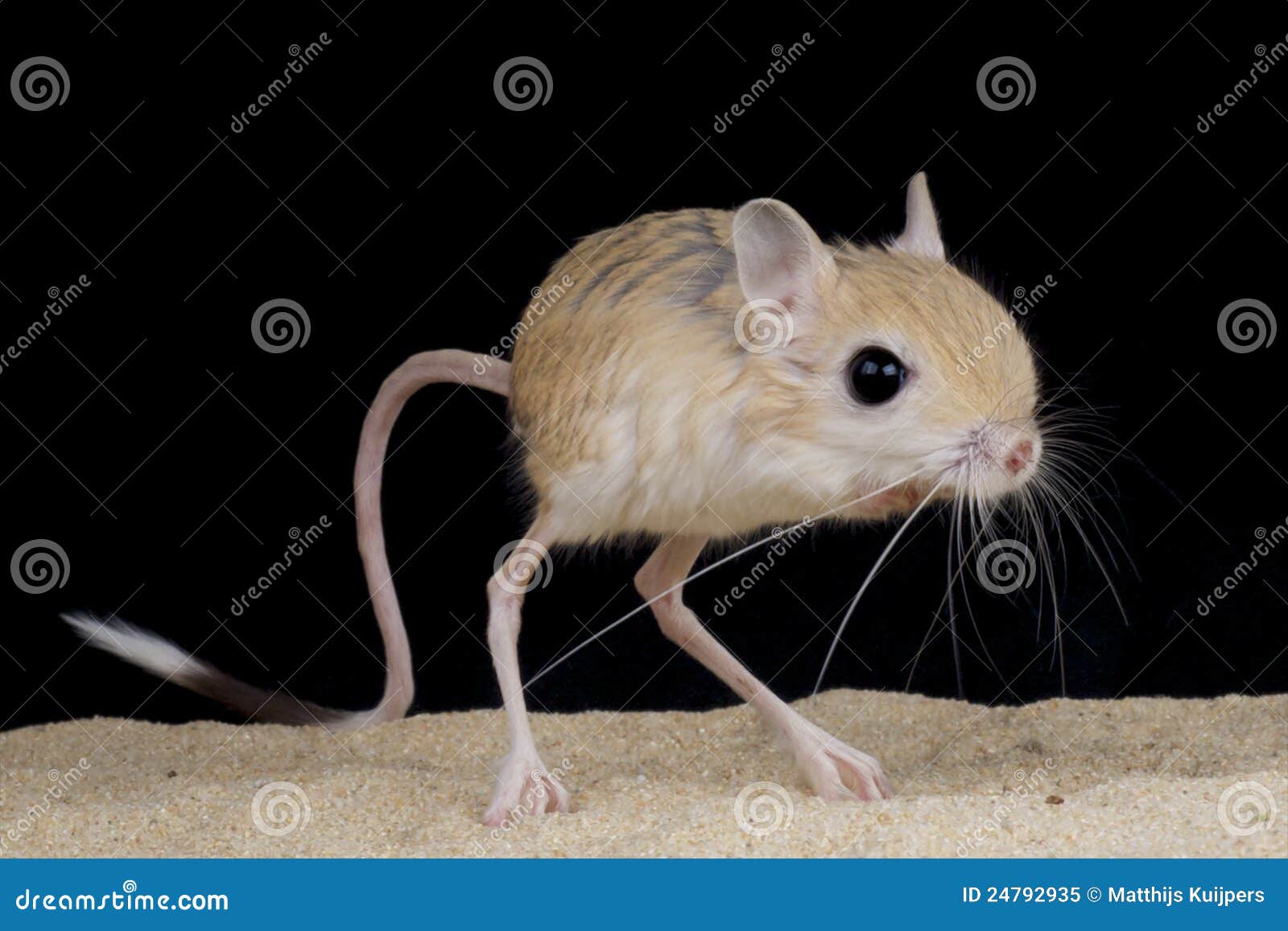 Jerboa stock image. Image of rodent, israel, herbivore - 24792935