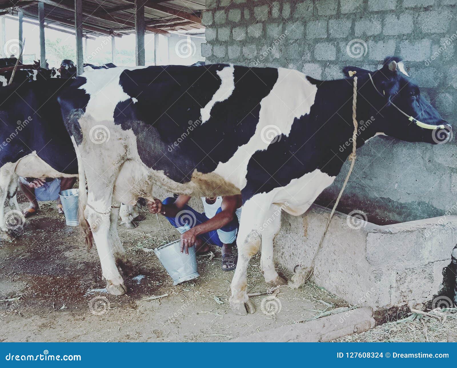 The jercy cow stock photo. Image of jercy, cool, nature - 127608324