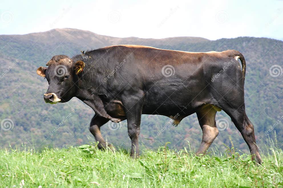 Jersey bull stock image. Image of bull, landuse, biology - 18698945