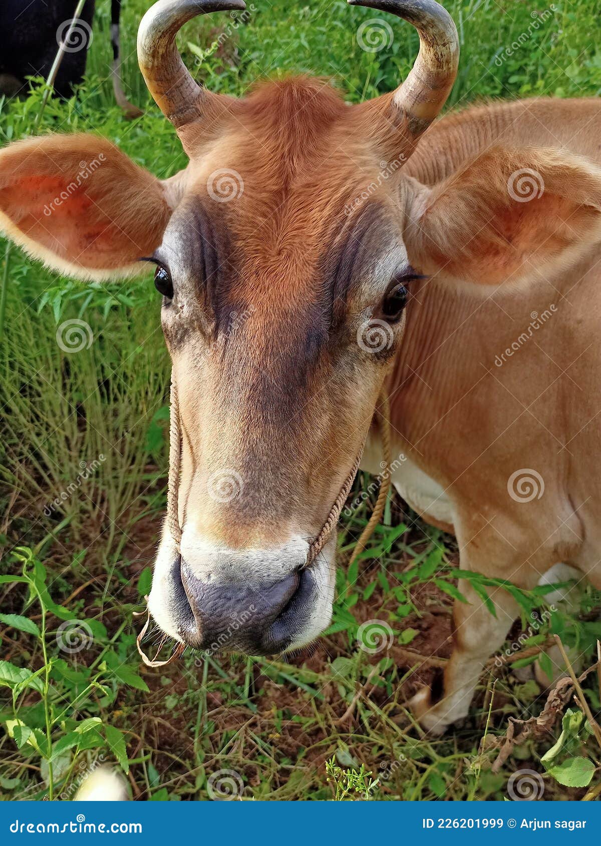 Kerala Cow Breeds