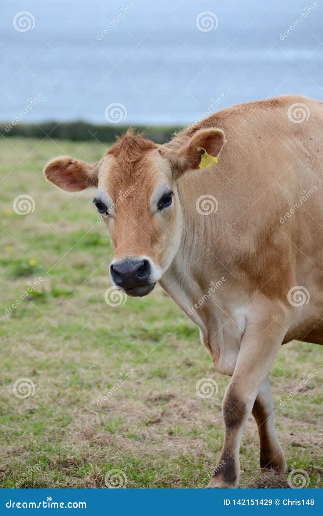 Jersey cow, Cornwall stock image. Image of field, farm - 142151429