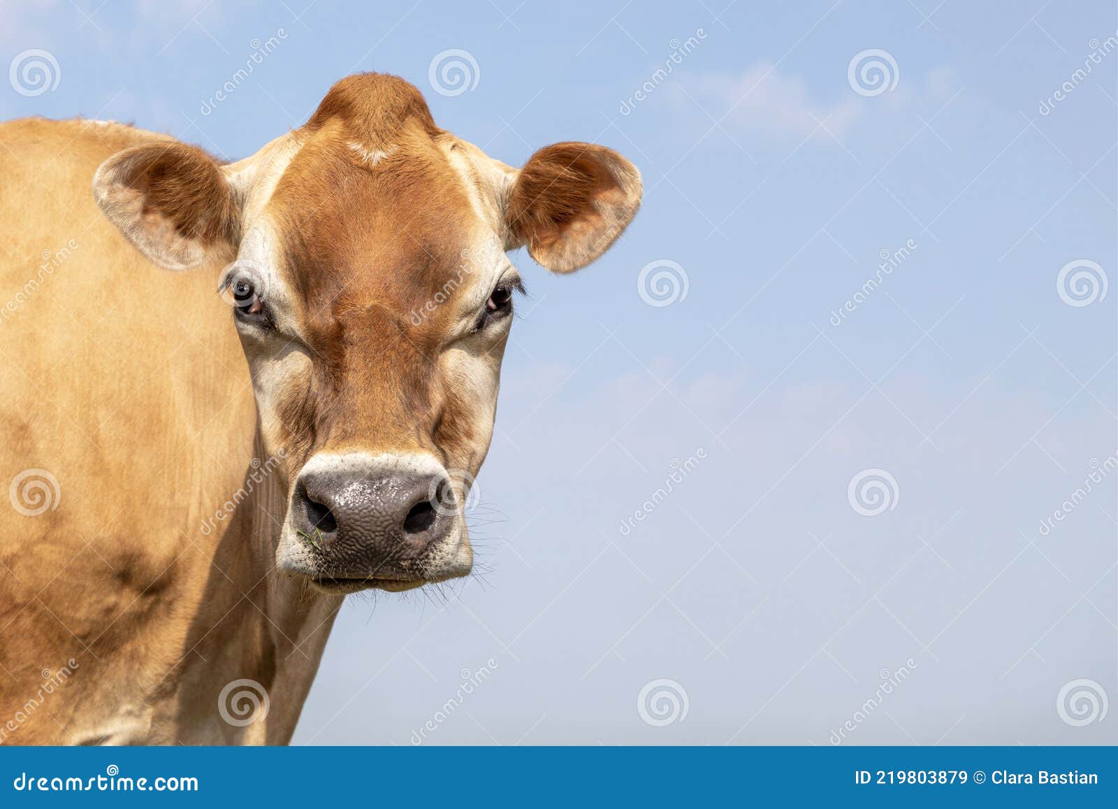 Headshot Close Up Female Face Pleased Happy Caucasian Girl With Long ... Headshot Close Up Female Face Pleased Happy Caucasian Girl With Long ...