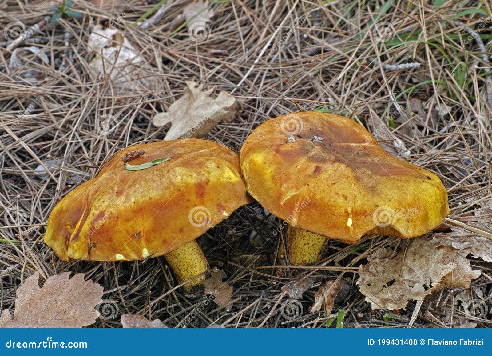 Jersey Cow Mushroom Suillus Bovinus On The Forest Stock Photo ...