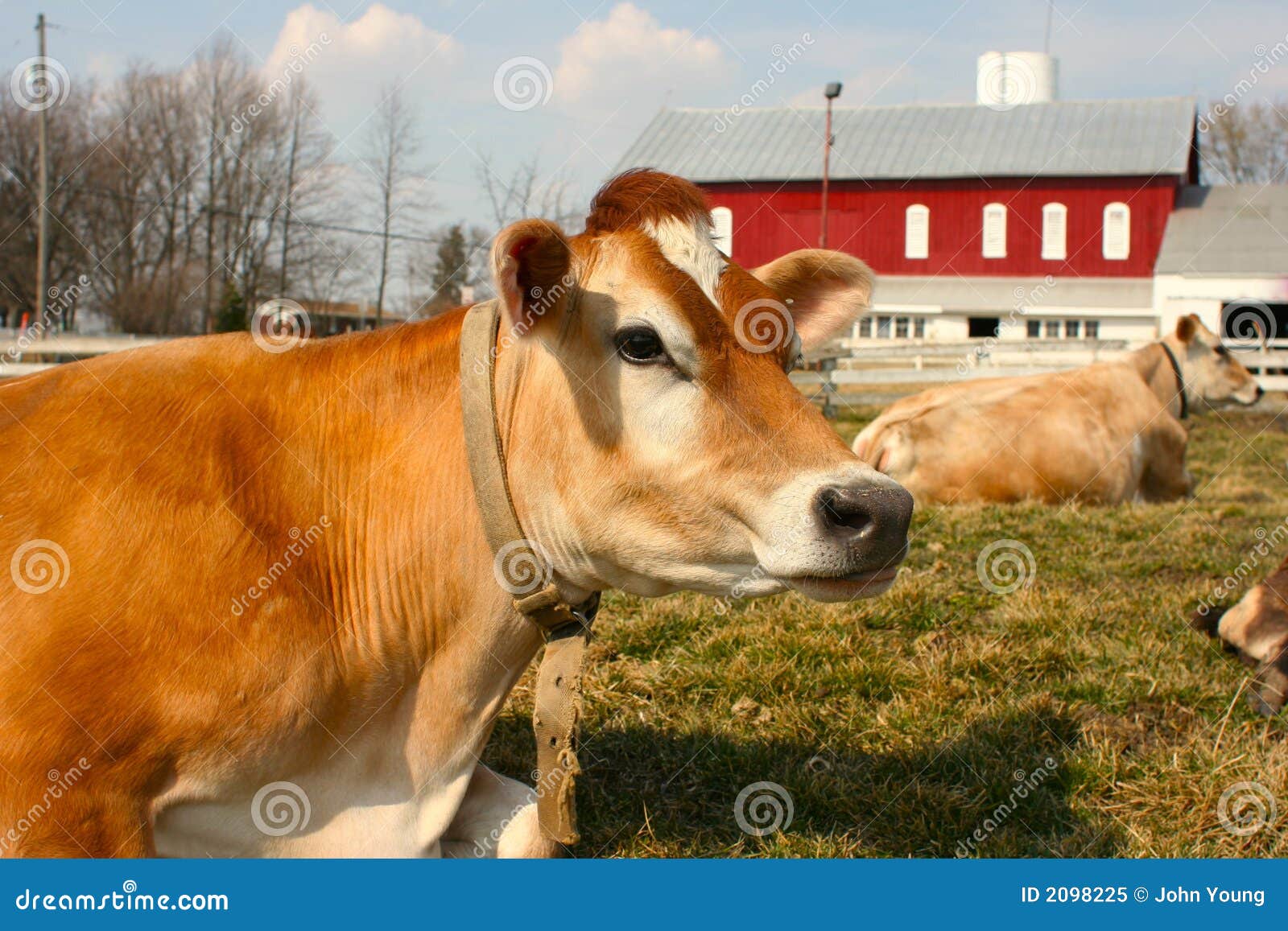 641 Cow Silo Photos - Free & Royalty-Free Stock Photos from Dreamstime